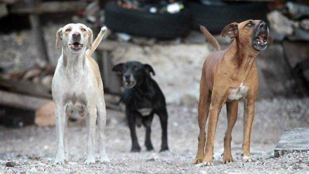 Randagismo, approvata la prima legge in Italia, ecco cosa succederà ...